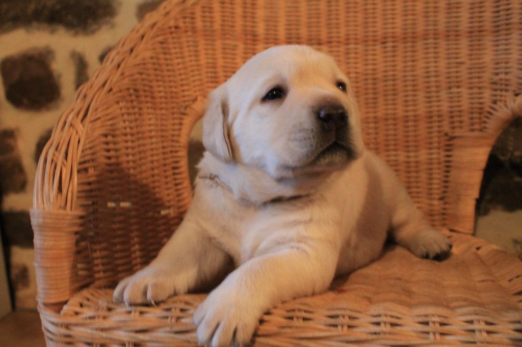 Chiot - Elevage Des Méandres De La Rouvre - eleveur de chiens Labrador ...